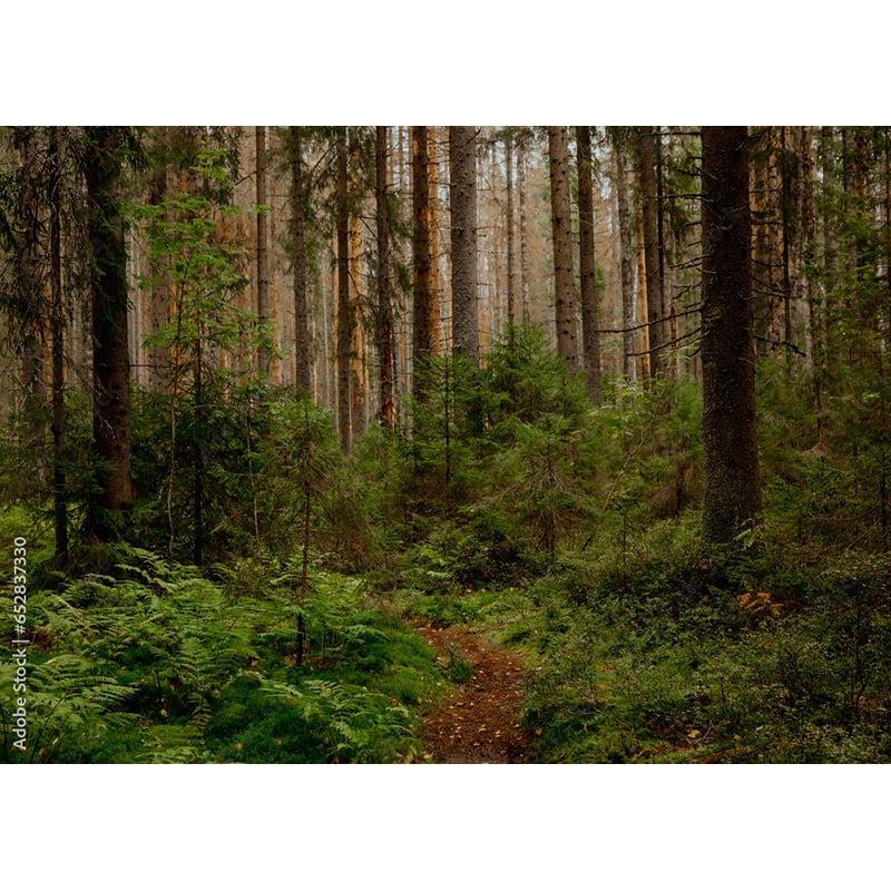 Tropical Rainforest Coniferous Forest Moss Fallen Tree Photography ...