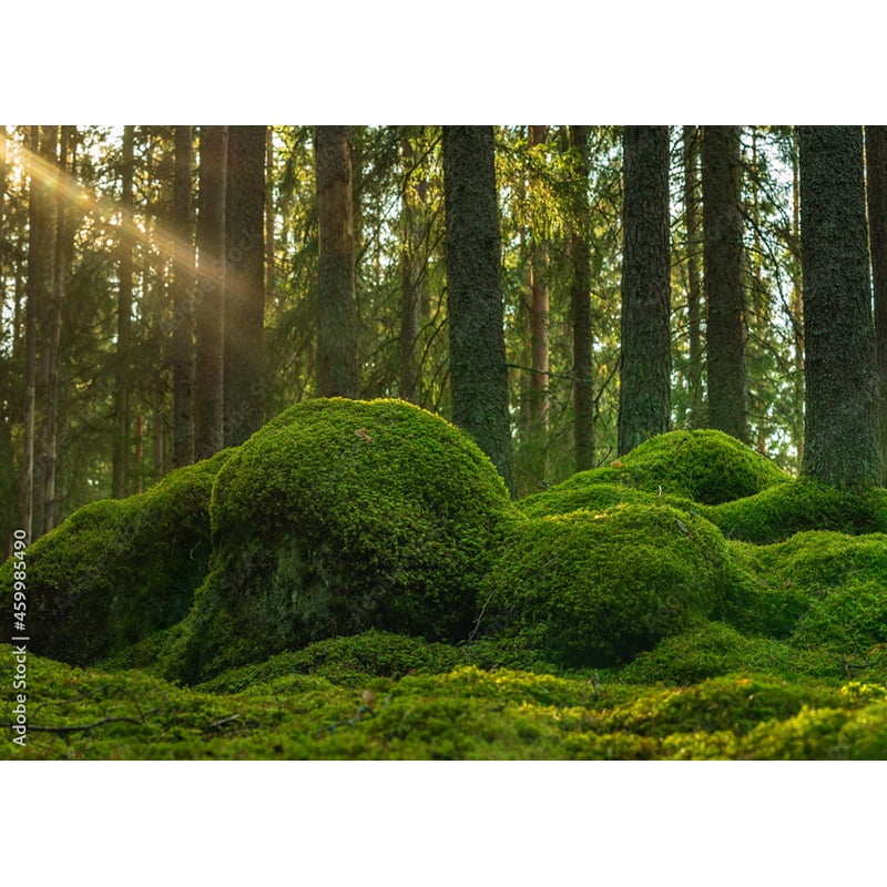 Tropical Rainforest Coniferous Forest Moss Fallen Tree Photography ...