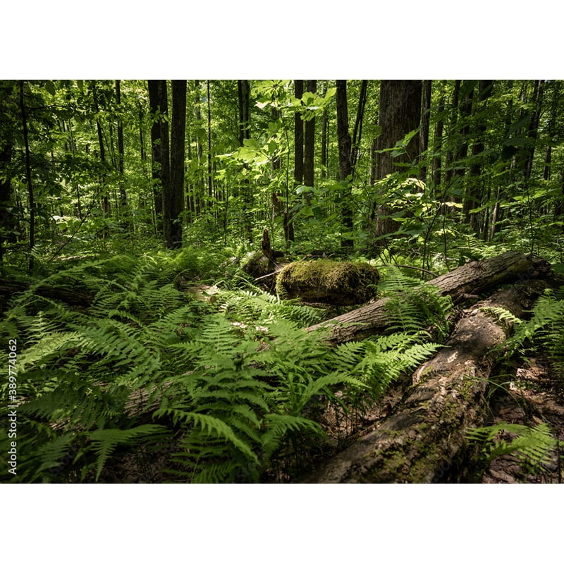 Tropical Rainforest Coniferous Forest Moss Fallen Tree Photography ...