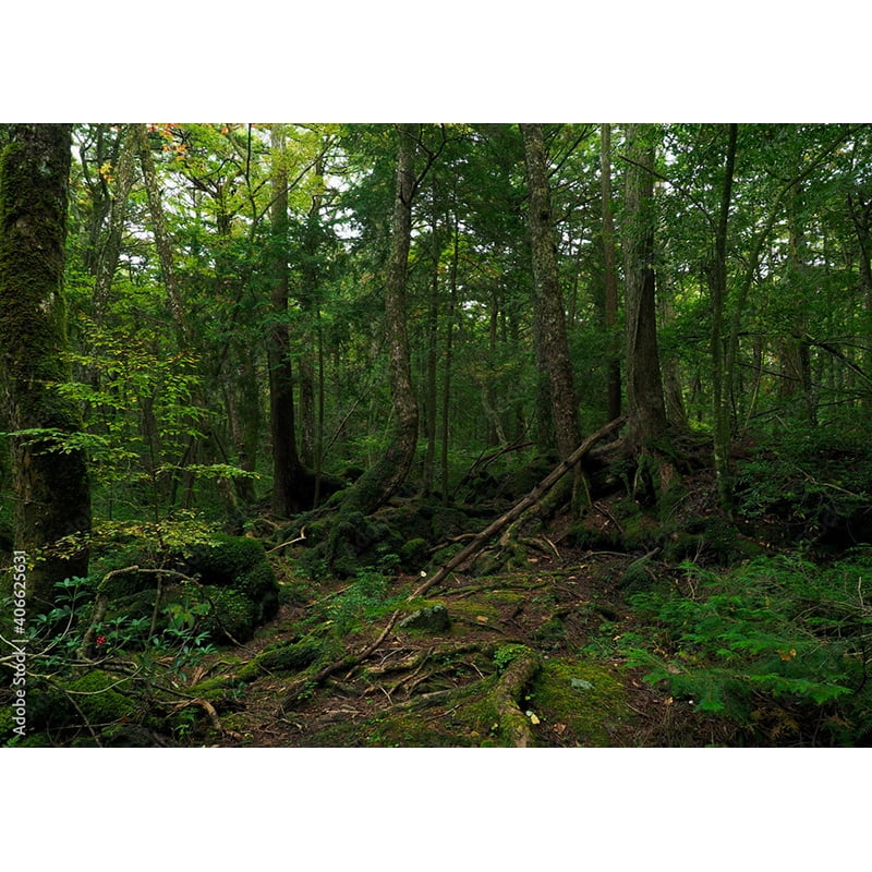 Tropical Rainforest Coniferous Forest Moss Fallen Tree Photography ...