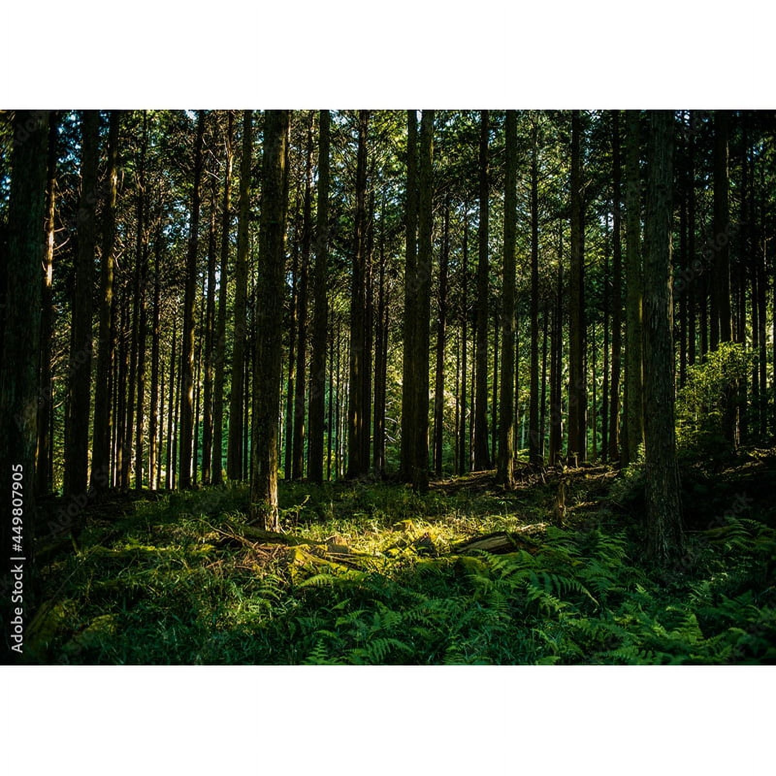 Tropical Rainforest Coniferous Forest Moss Fallen Tree Photography ...