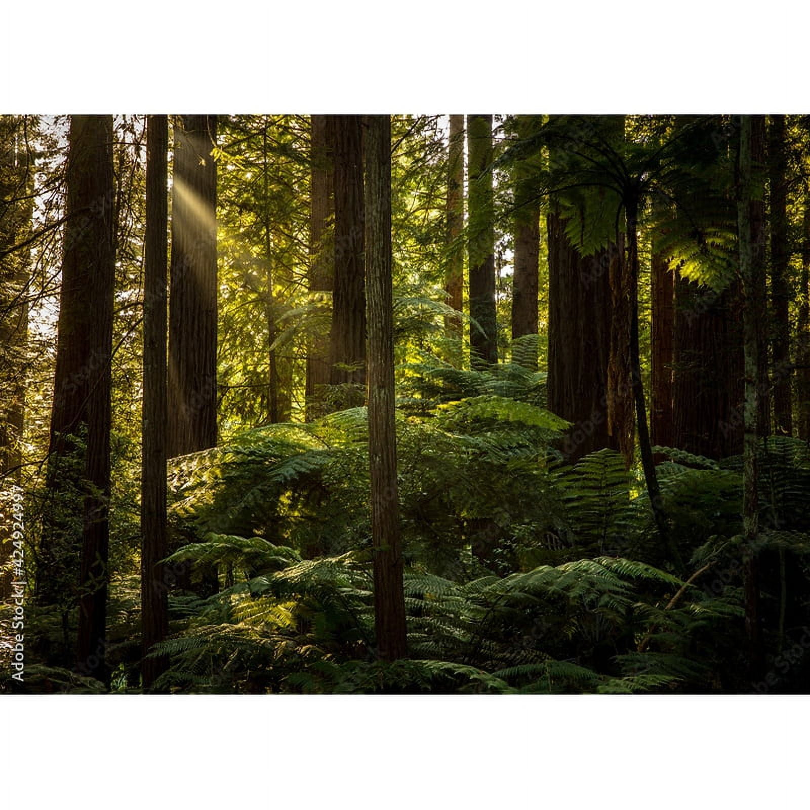 Tropical Rainforest Coniferous Forest Moss Fallen Tree Photography ...