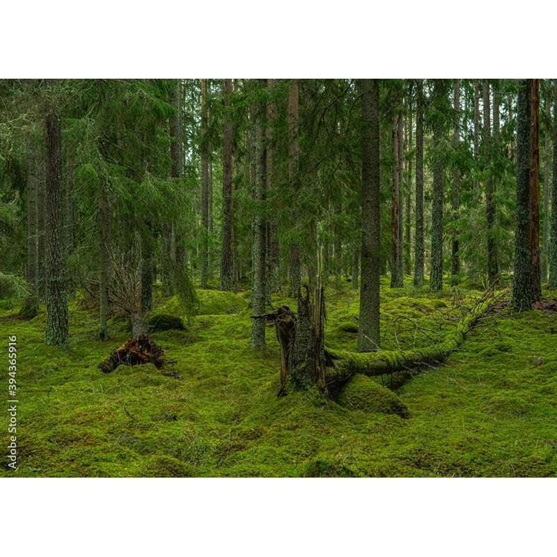 Tropical Rainforest Coniferous Forest Moss Fallen Tree Photography ...