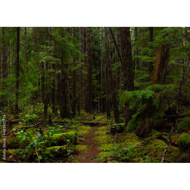 Tropical Rainforest Coniferous Forest Moss Fallen Tree Photography ...