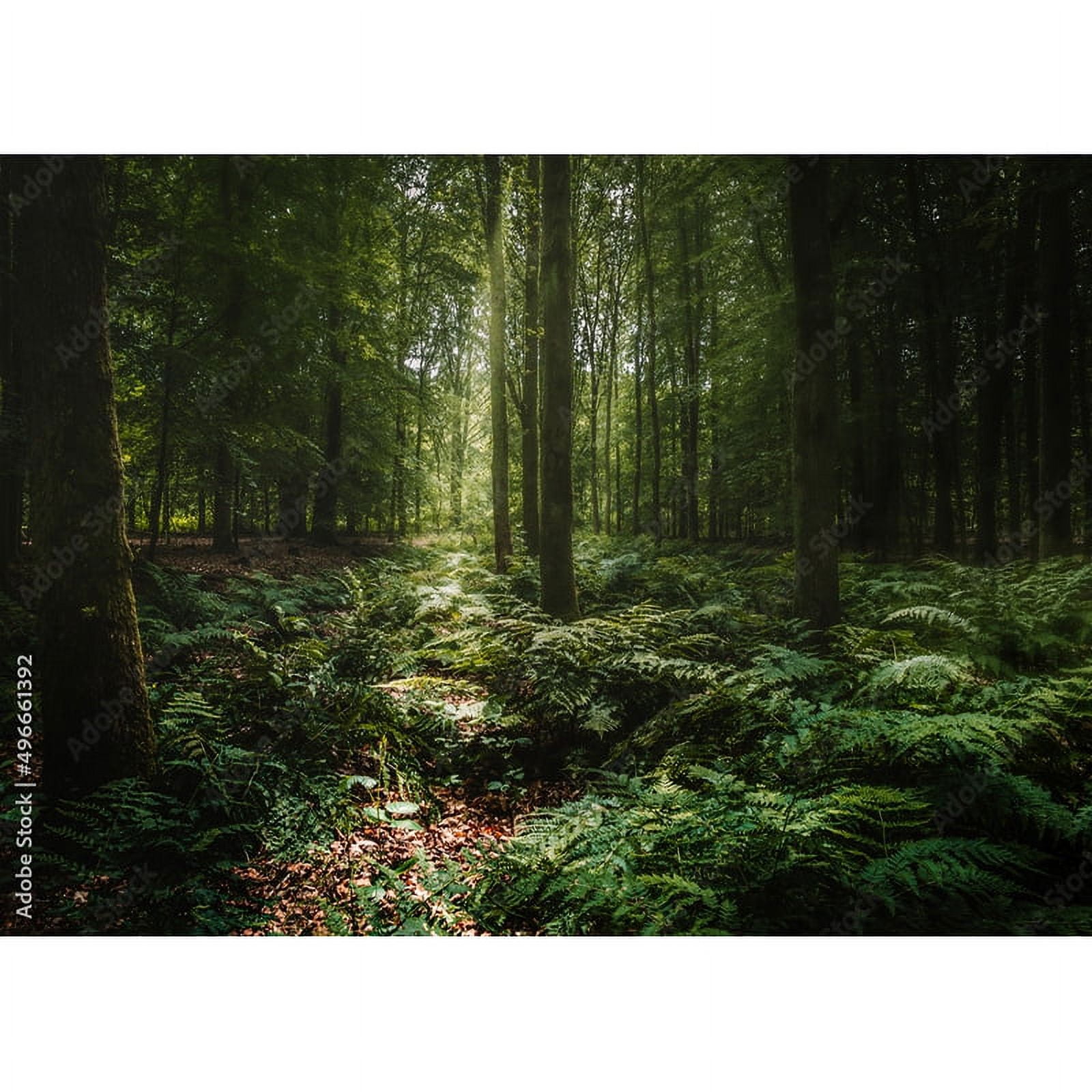 Tropical Rainforest Coniferous Forest Moss Fallen Tree Photography ...