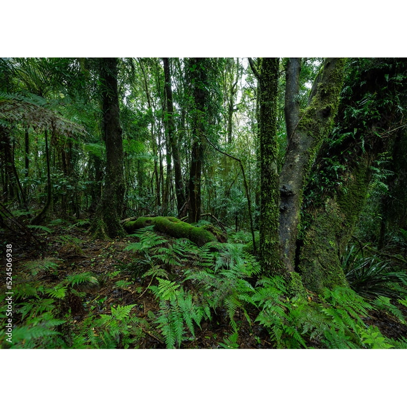 Tropical Rainforest Coniferous Forest Moss Fallen Tree Photography ...