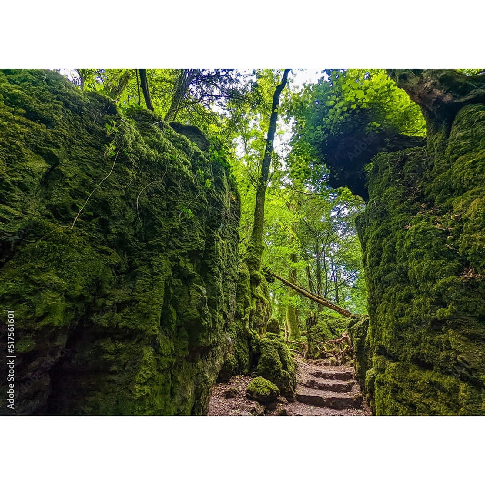 Tropical Rainforest Coniferous Forest Moss Fallen Tree Photography ...