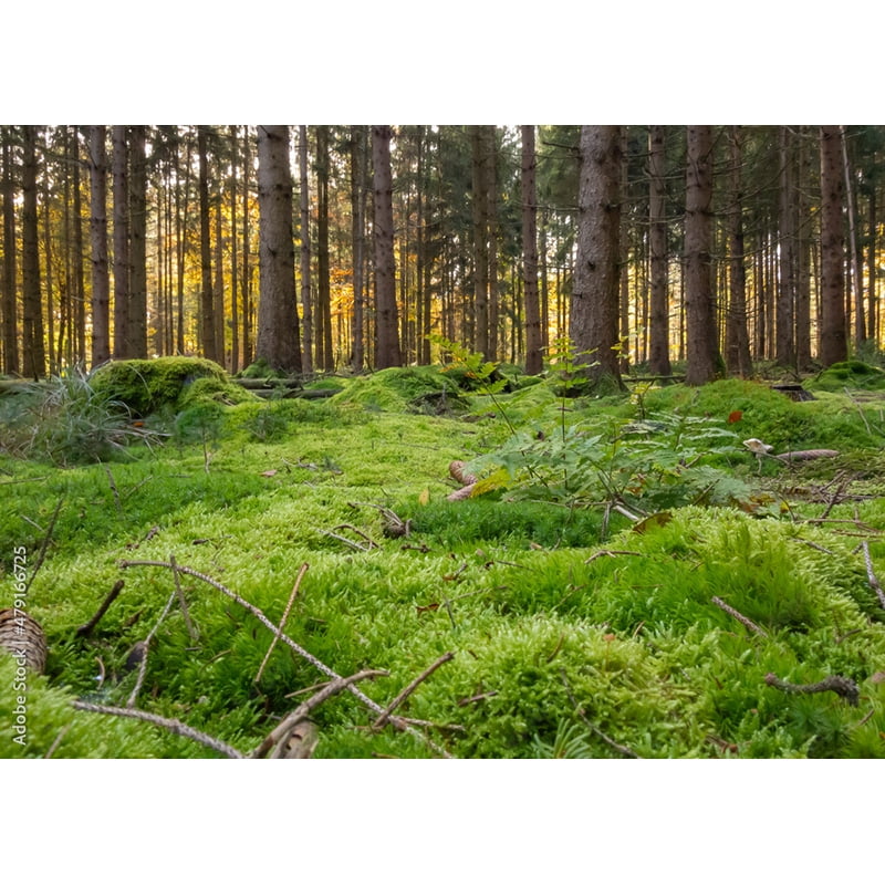 Tropical Rainforest Coniferous Forest Moss Fallen Tree Photography ...