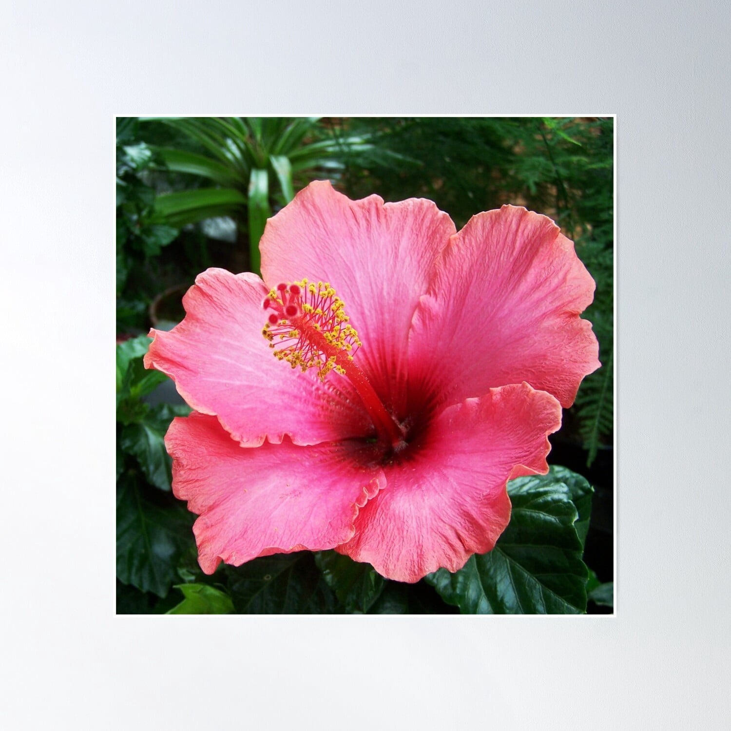 Tropical Red Hibiscus Poster Wall Art, Modern Wall Decor, 24x24 ...