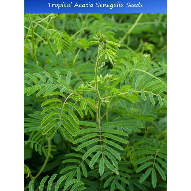 10 Super Rare seeds Acacia /Senegalia catechu -drought tolerant- bright ...