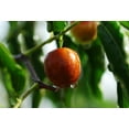 Tropical SEEDS - Ber Tree 10 Seeds - Jujube - Small Evergreen ...