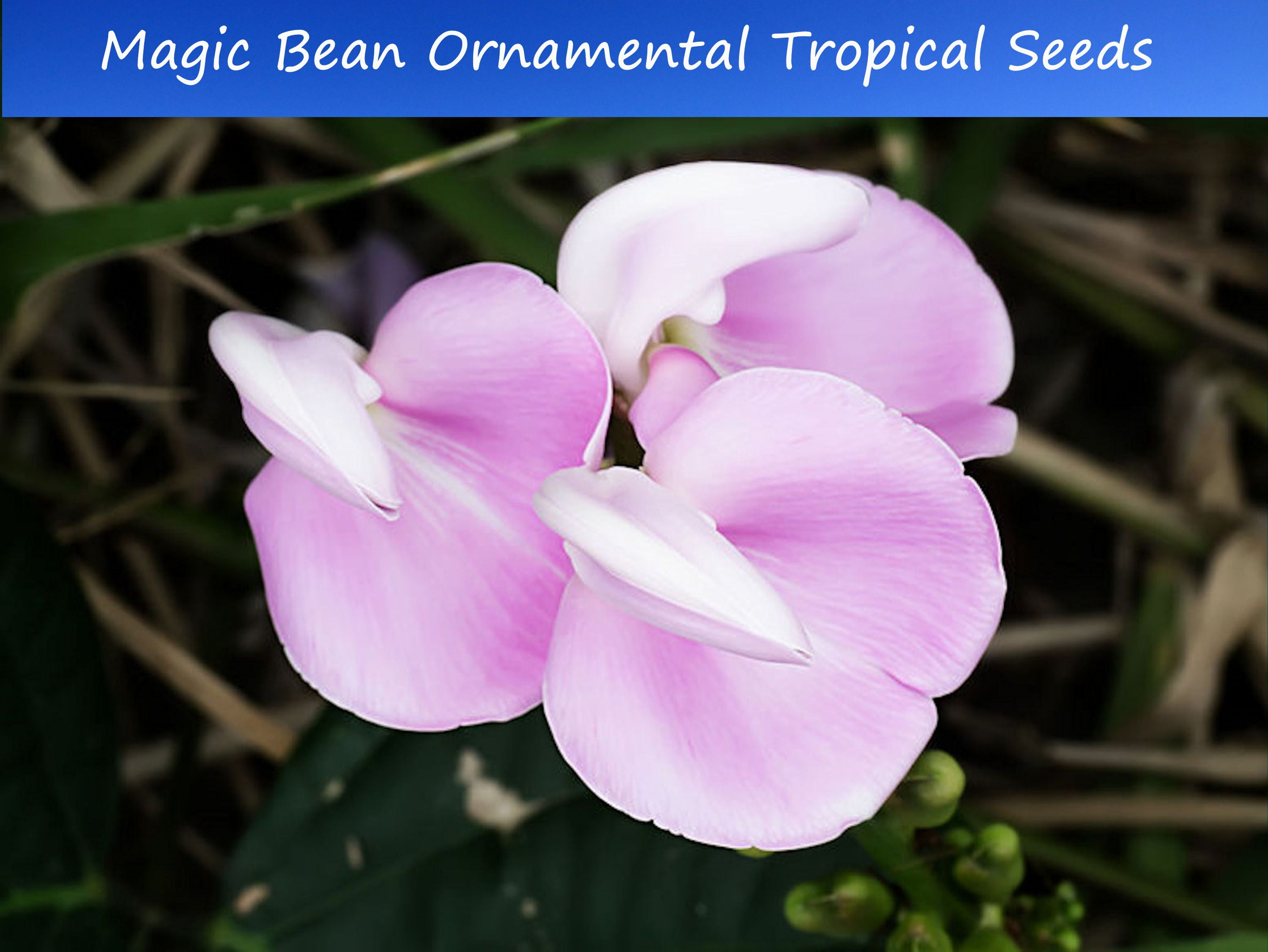 Tropical SEEDS - Magic Bean- Kaattuthambattan- 5 Seeds- Super RARE ...