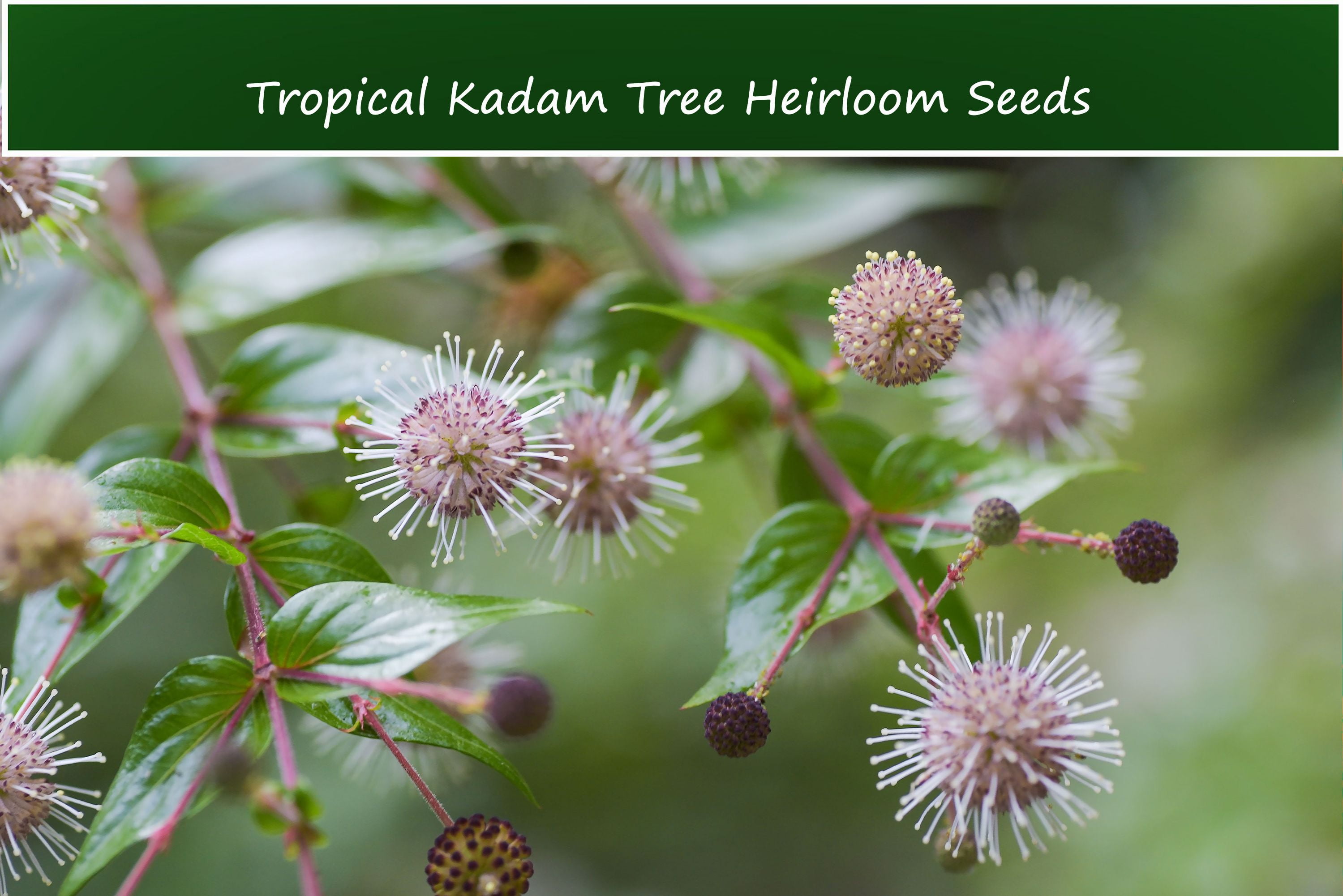 Tropical SEEDS -RARE Kadam Tree- Kadamba -40 Seeds -Winter Interest ...