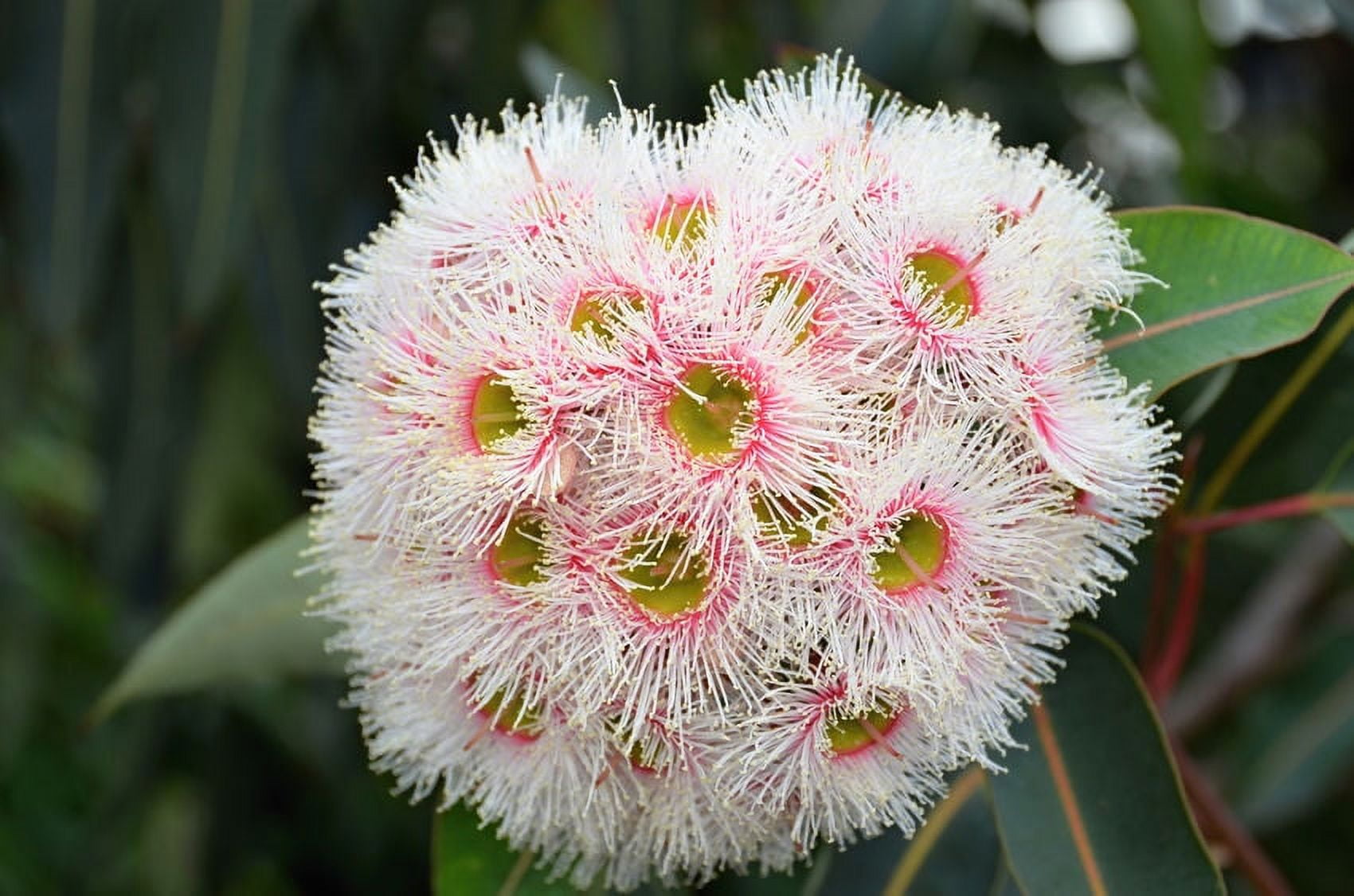 Tropical SEEDS = Red River Gum-- fragrant foliage- red bark -drought ...