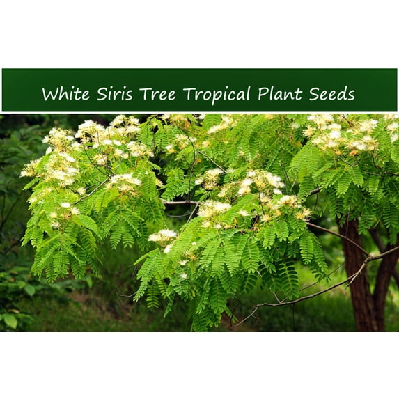 Tropical SEEDS -White Siris Tree -10 Seeds- Albizia or Silk Tree ...