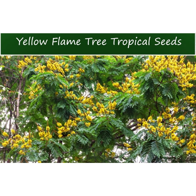 Tropical SEEDS - Yellow Flame Tree -10 Seeds - Rare Tropical Tree ...