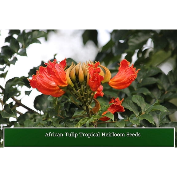 Tulip Seeds