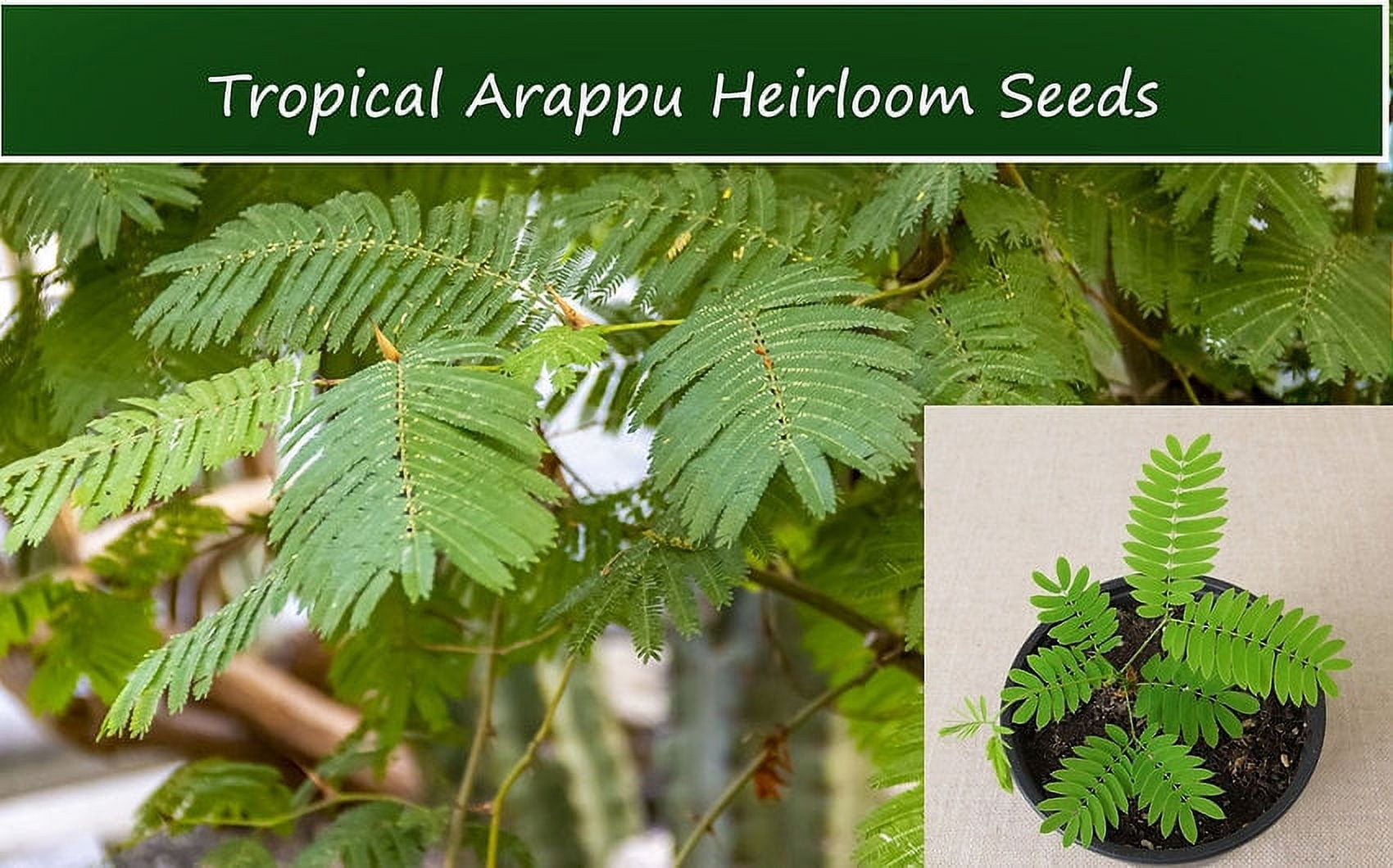 Tropical Seeds -Arappu -10 Seeds - Multi-use Plant See Listing Below ...