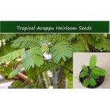 Tropical Seeds -Arappu -10 Seeds - Multi-use Plant See Listing Below ...