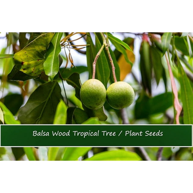 Tropical Seeds-Balsa Wood Tree- 20 seeds- Bonsai -Ornamental Tropical ...