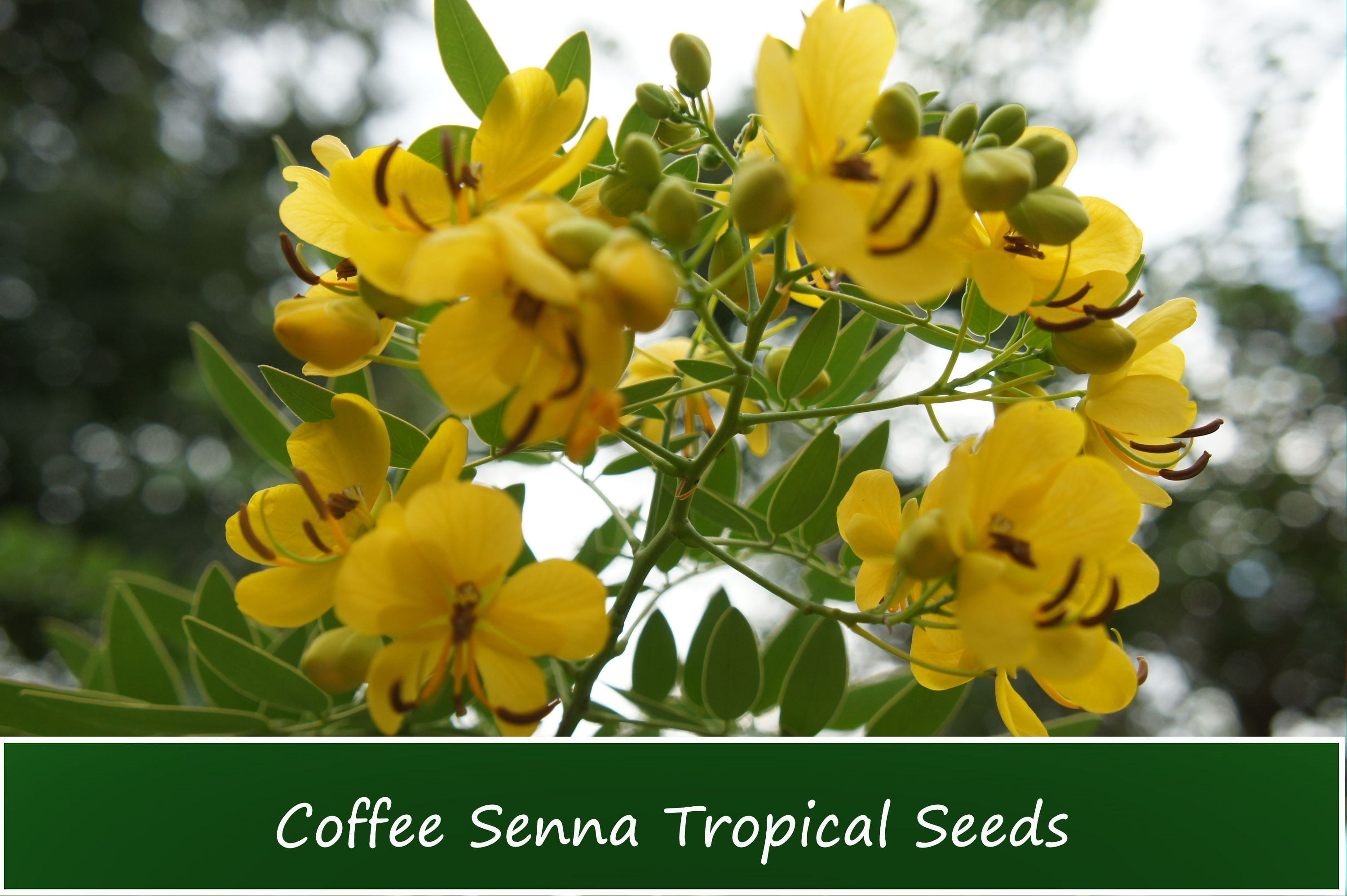 Tropical Seeds - Coffee Senna -10 Seeds -Small Evergreen - Cassia ...