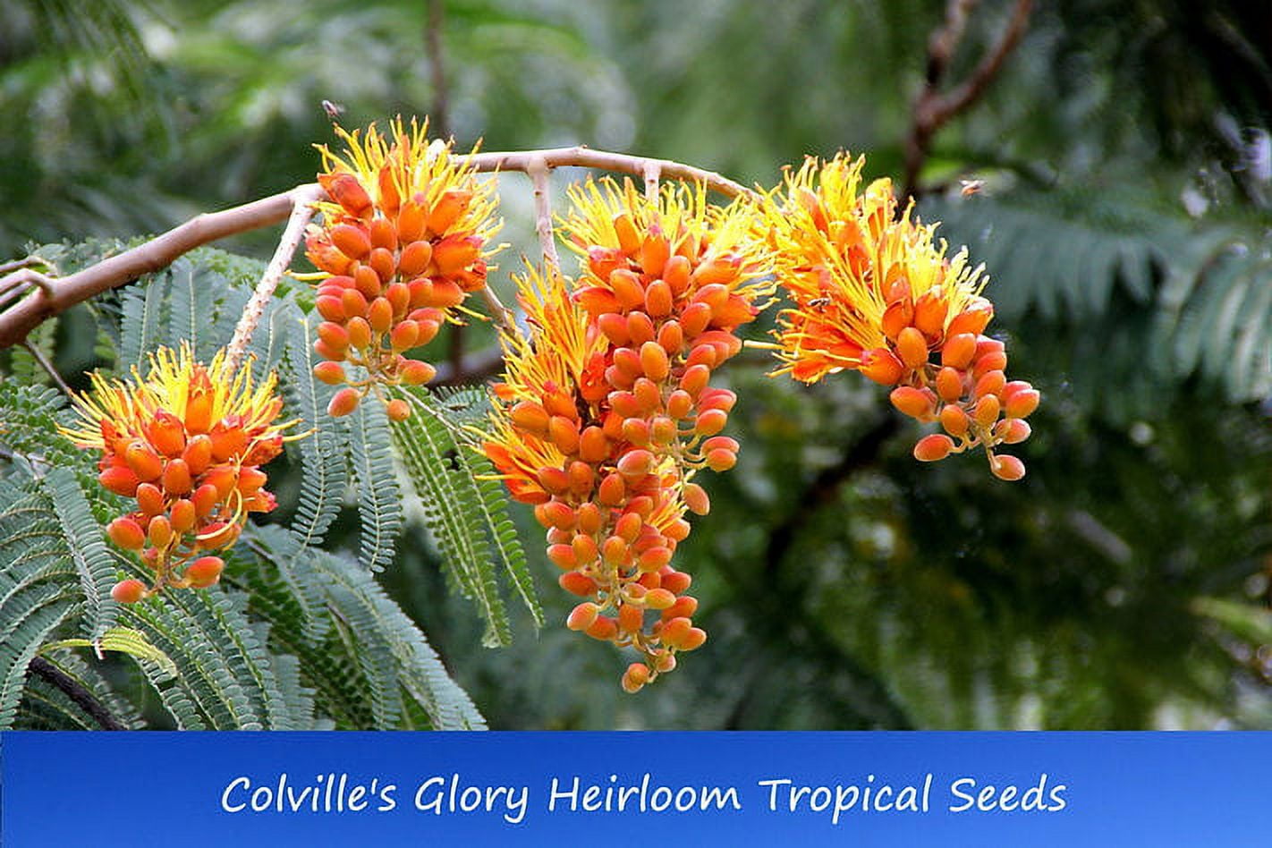 Tropical Seeds- Colville’s Glory - 10 Heirloom Seeds- Multi-use Plant ...