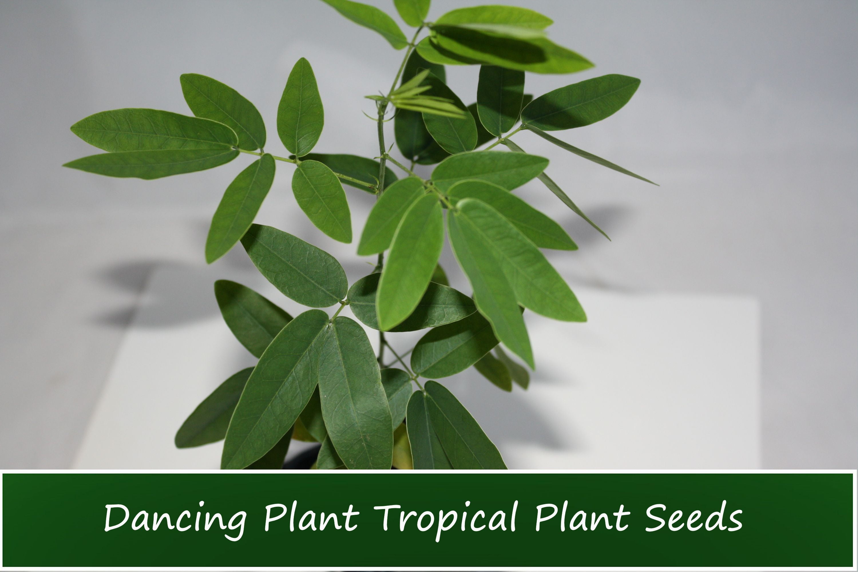 Tropical Seeds -Dancing Plant 20 Seeds- Leaves actually MOVE! Container ...