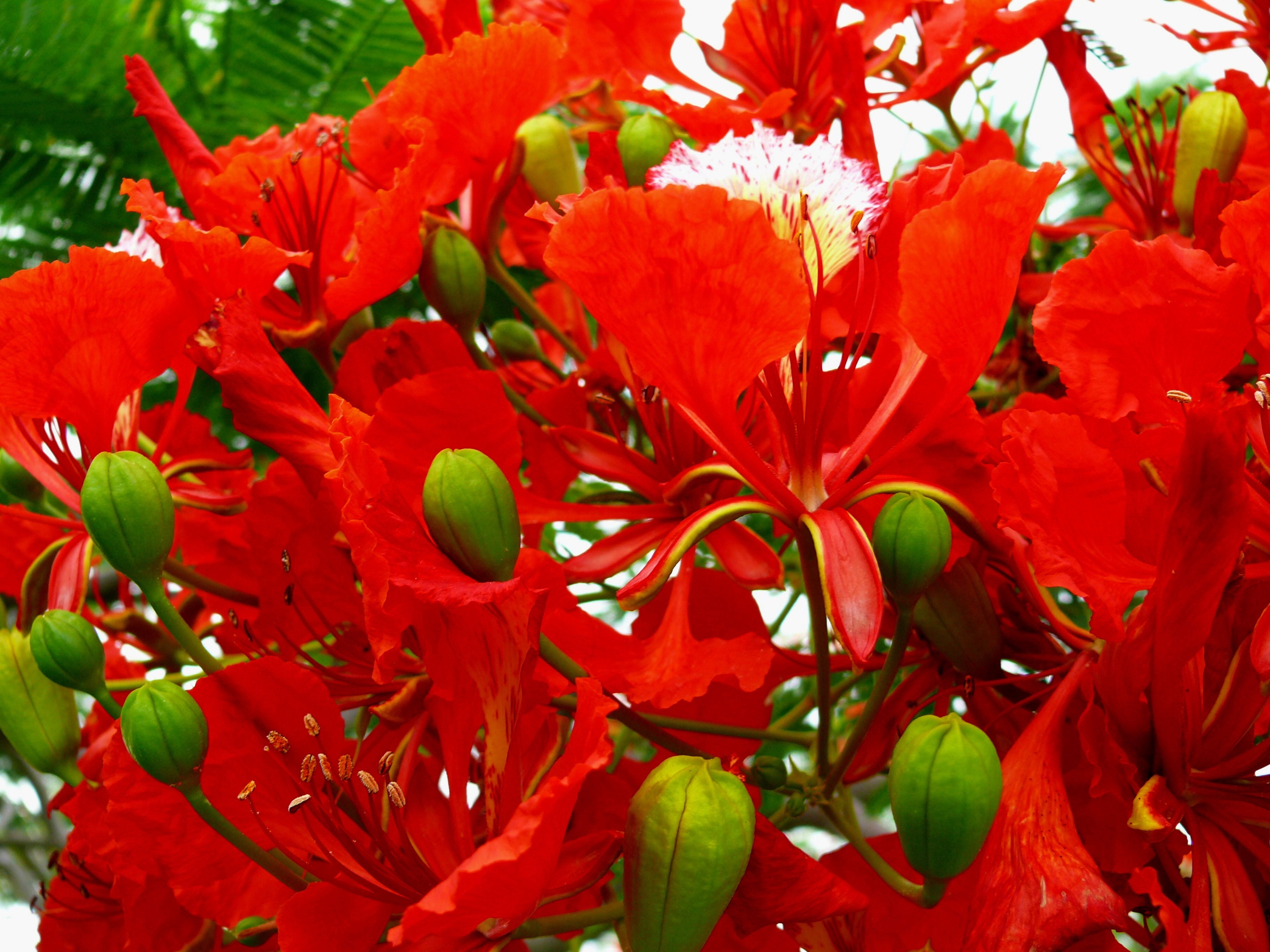 Serendipity Seeds 10 Flame Tree Delonix Regia Plant Seeds - Walmart.com