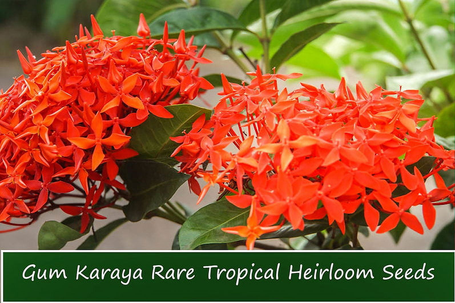 Tropical Seeds-Gum karaya -20 Seeds -See Listing Below- Rare Tropical ...