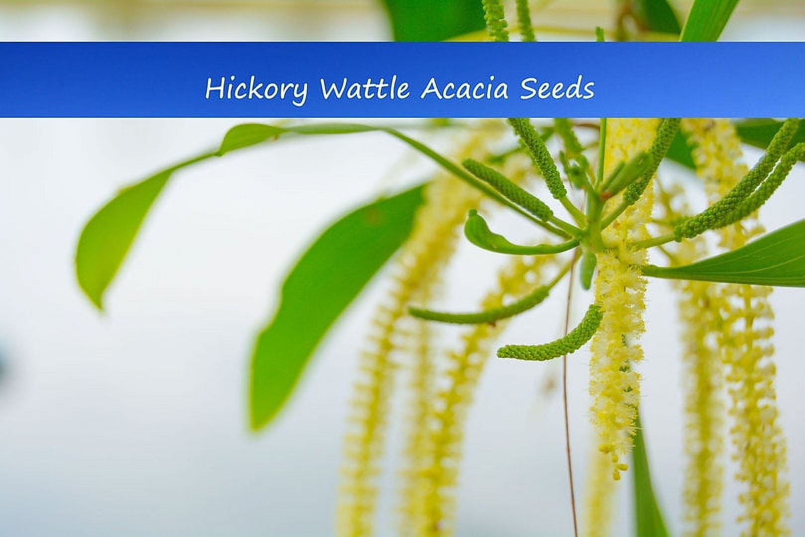 Tropical Seeds -Hickory Wattle Tree - 20 Seeds -Tropical - Multi ...