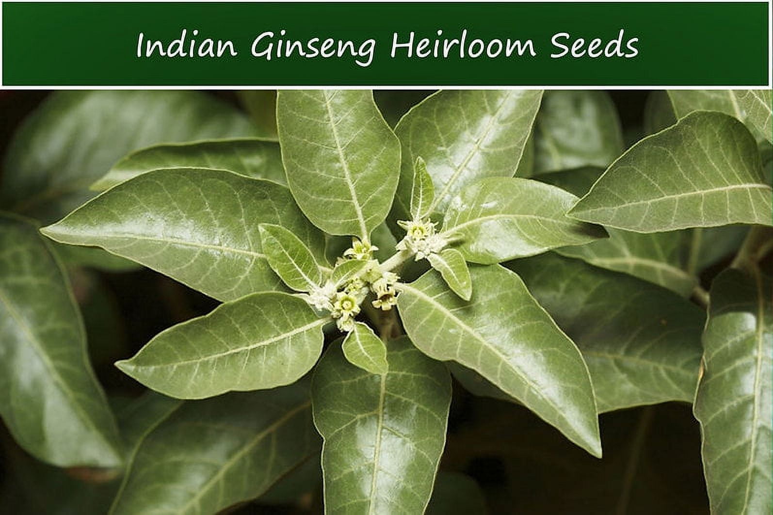 Tropical Seeds- Indian Ginseng -25 Seeds- Ashwaganda-Withania Somnifera ...
