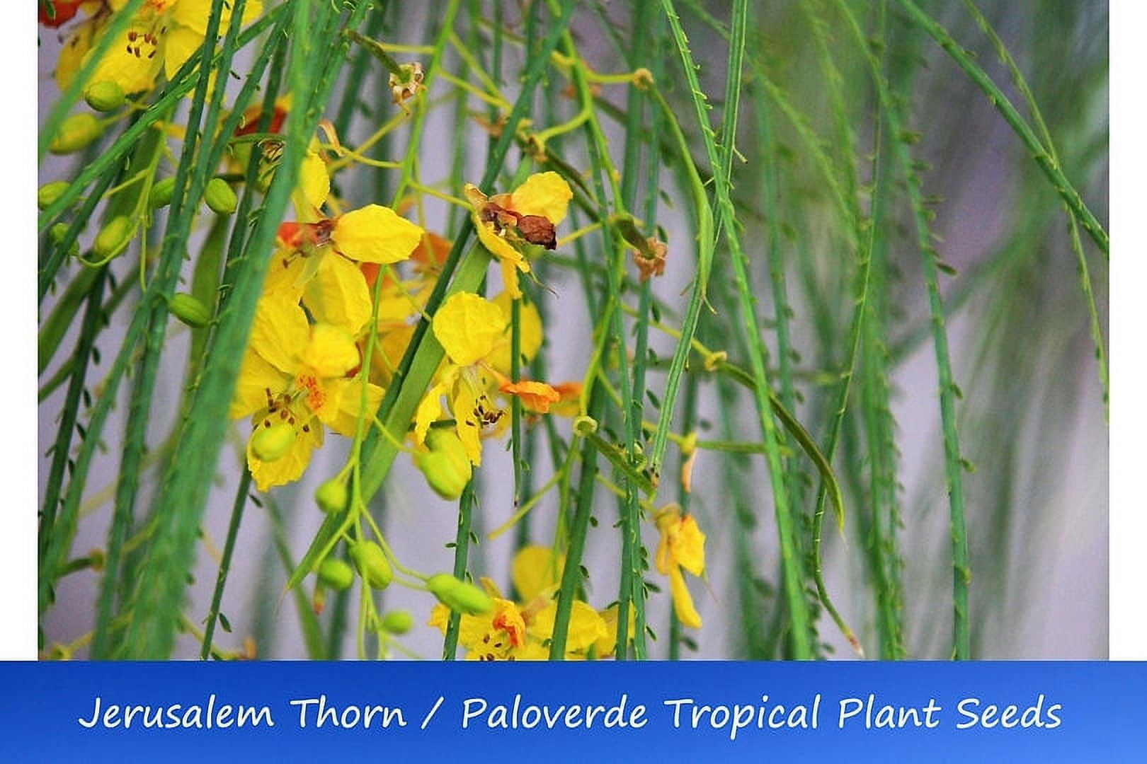 Tropical Seeds -Jerusalem Thorn-10 Seeds - Perfect for Container and ...