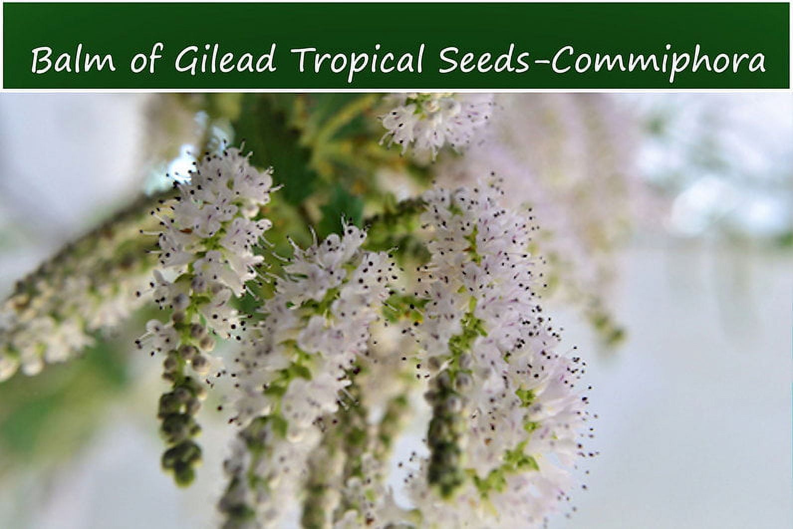 Tropical Seeds -RARE Balm of Gilead -10 Heirloom Seeds-Commiphora ...