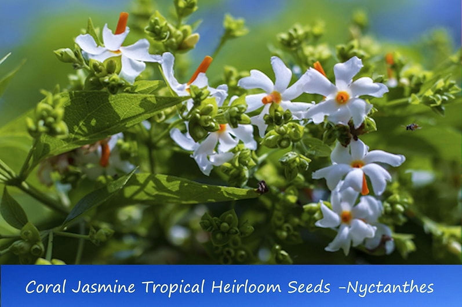Tropical Seeds - Rare Coral Jasmine- 10 Seeds -Nyctanthes arbor tristis ...