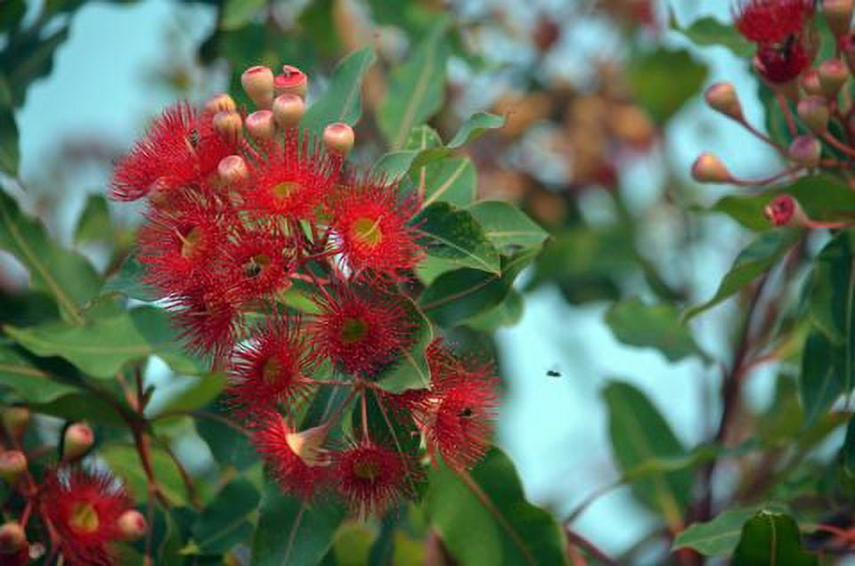Tropical Seeds - Red Flowering Gum - Corymbia ficifolia Tree -25 Seeds ...