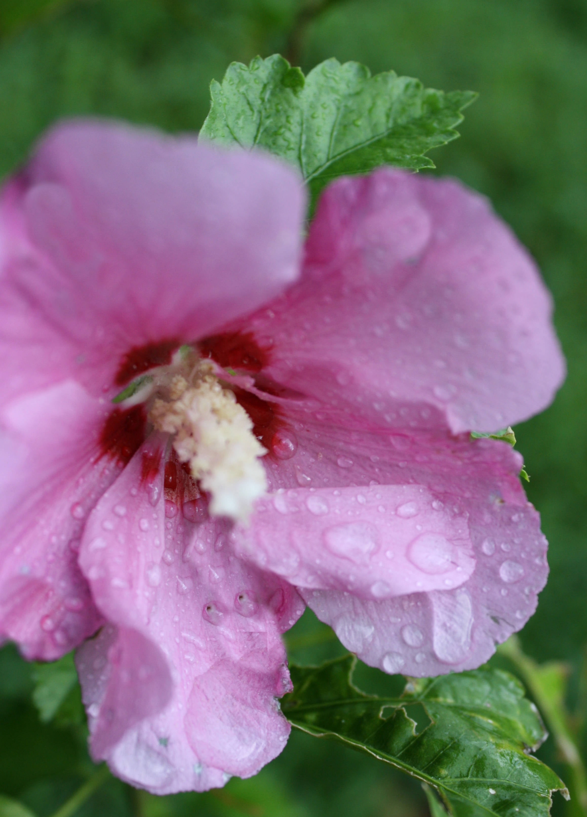 Tropical Seeds -- Rose of Sharon-20 Heirloom Seeds- Multi-Use Plant ...