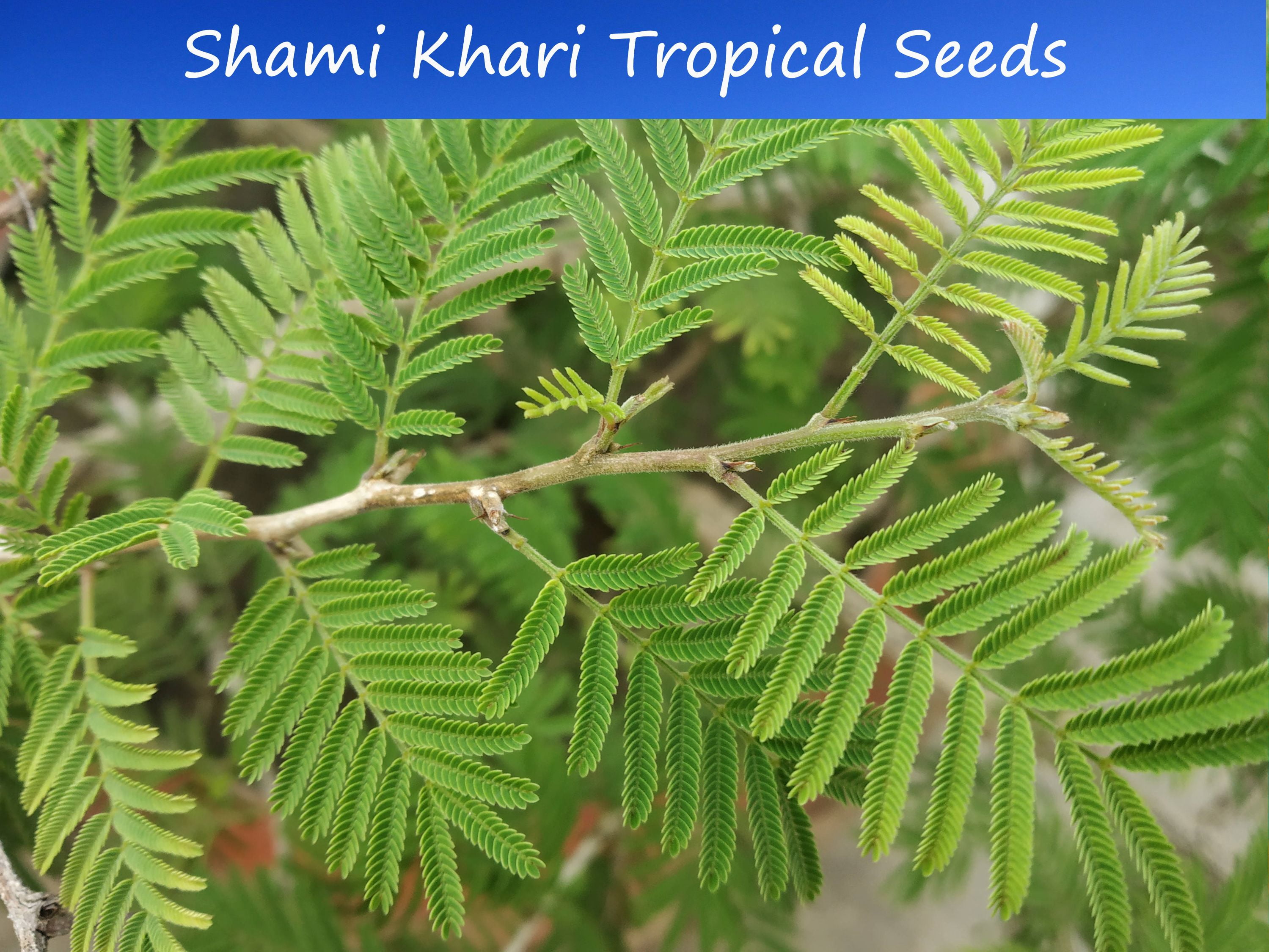 Tropical Planting Seeds - Shami Khari Prosopis cineraria - 10 Seeds Per ...