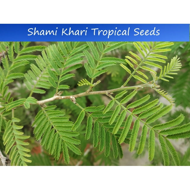 Tropical Planting Seeds - Shami Khari Prosopis cineraria - 10 Seeds Per ...