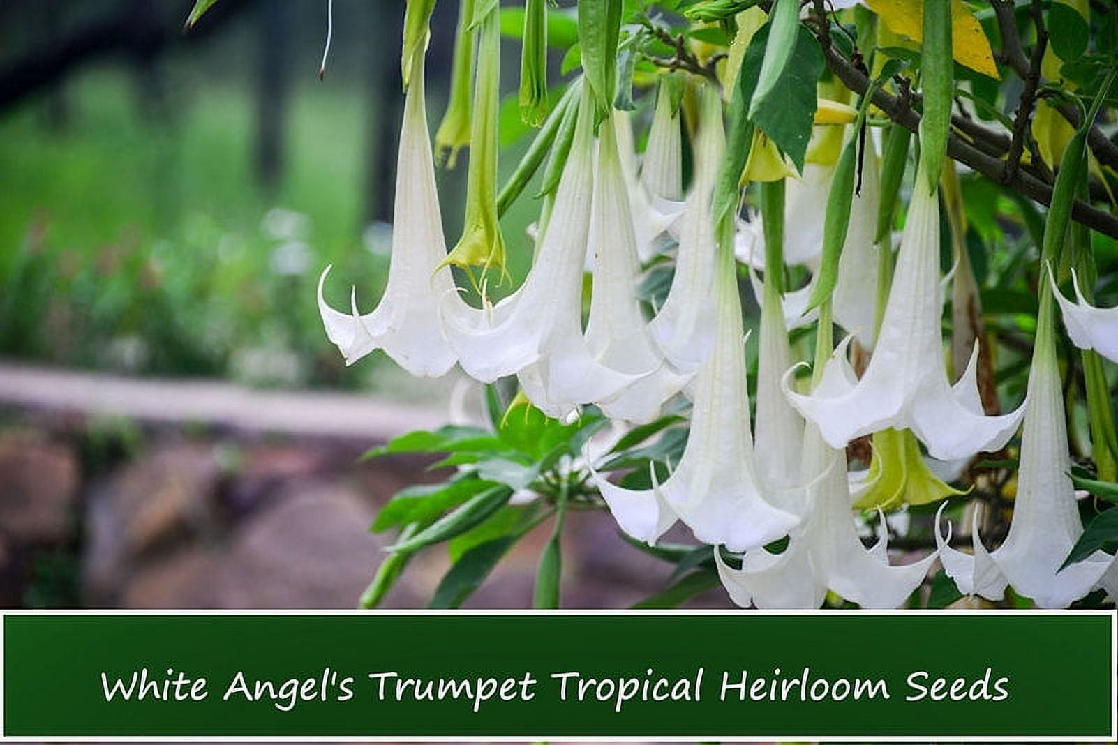 Serendipity Seeds 10 Snow White Angels Trumpet Flower Seeds - Walmart.com