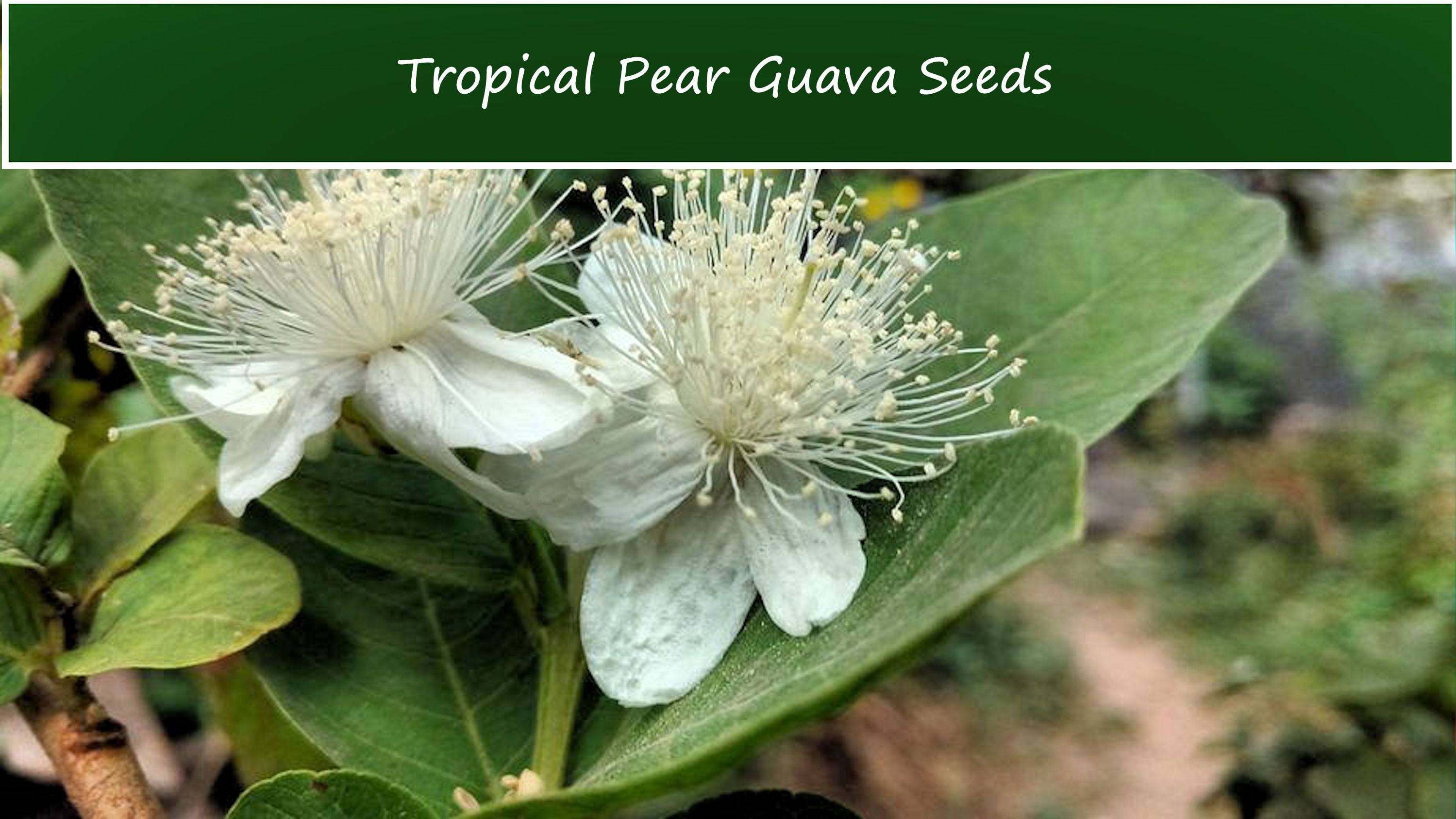 Tropical Seeds -Tropical Pear Guava-20 Seeds White Blooms - Psidium ...