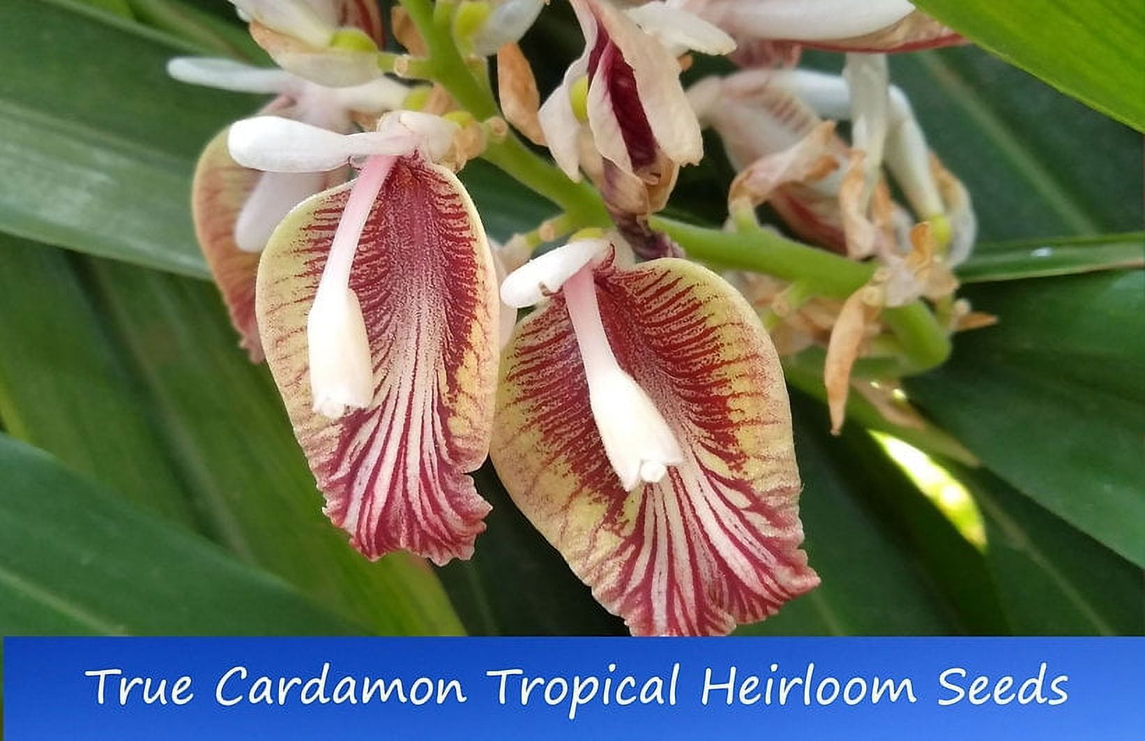 Tropical Seeds - True cardamom -20 Seeds -Good Container Tropical ...