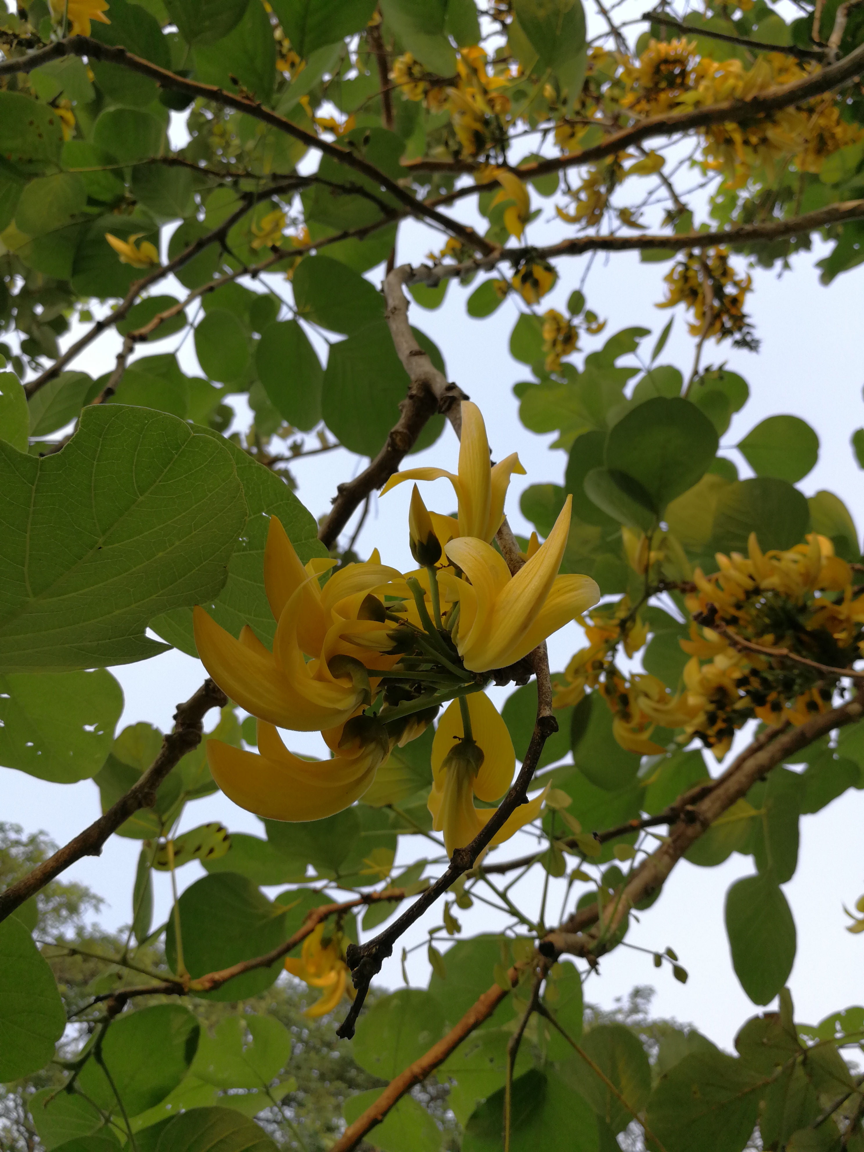 Tropical Seeds -White Teak Tree -10 Seeds- Tropical Snapdragon Tree ...