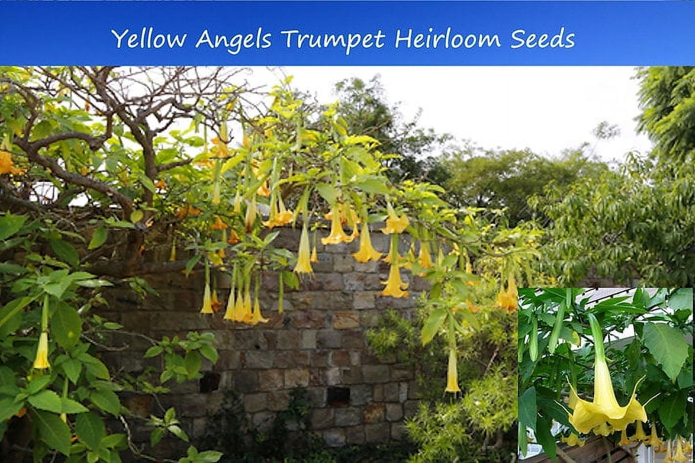 Tropical Seeds - Yellow Angels Trumpet -20 Heirloom Seeds - Brugmansia ...
