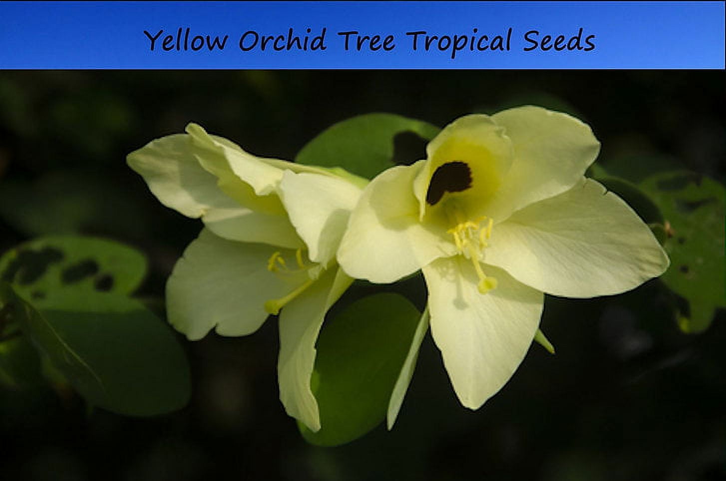 Tropical Seeds -Yellow Orchid Tree -5 Heirloom Seeds- Bauhinia ...