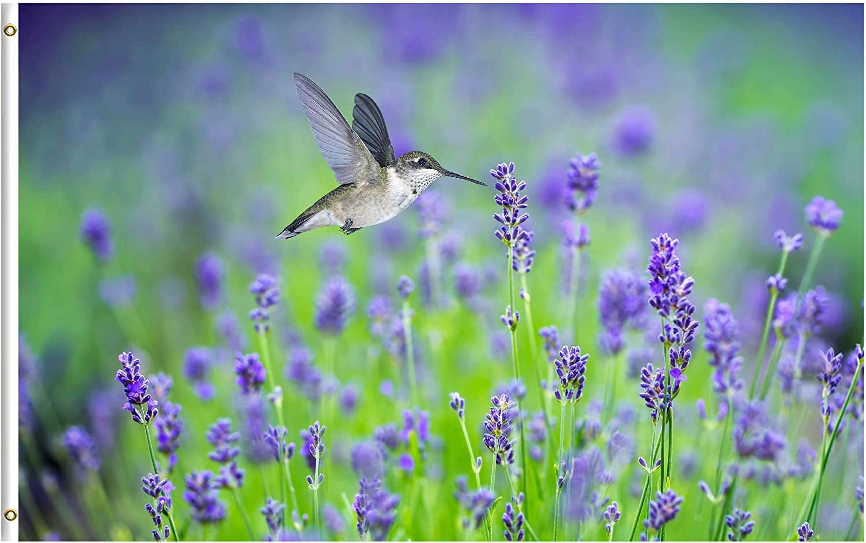 Tropical Summer Spring Hummingbird Bird In Purple Lavender Floral ...