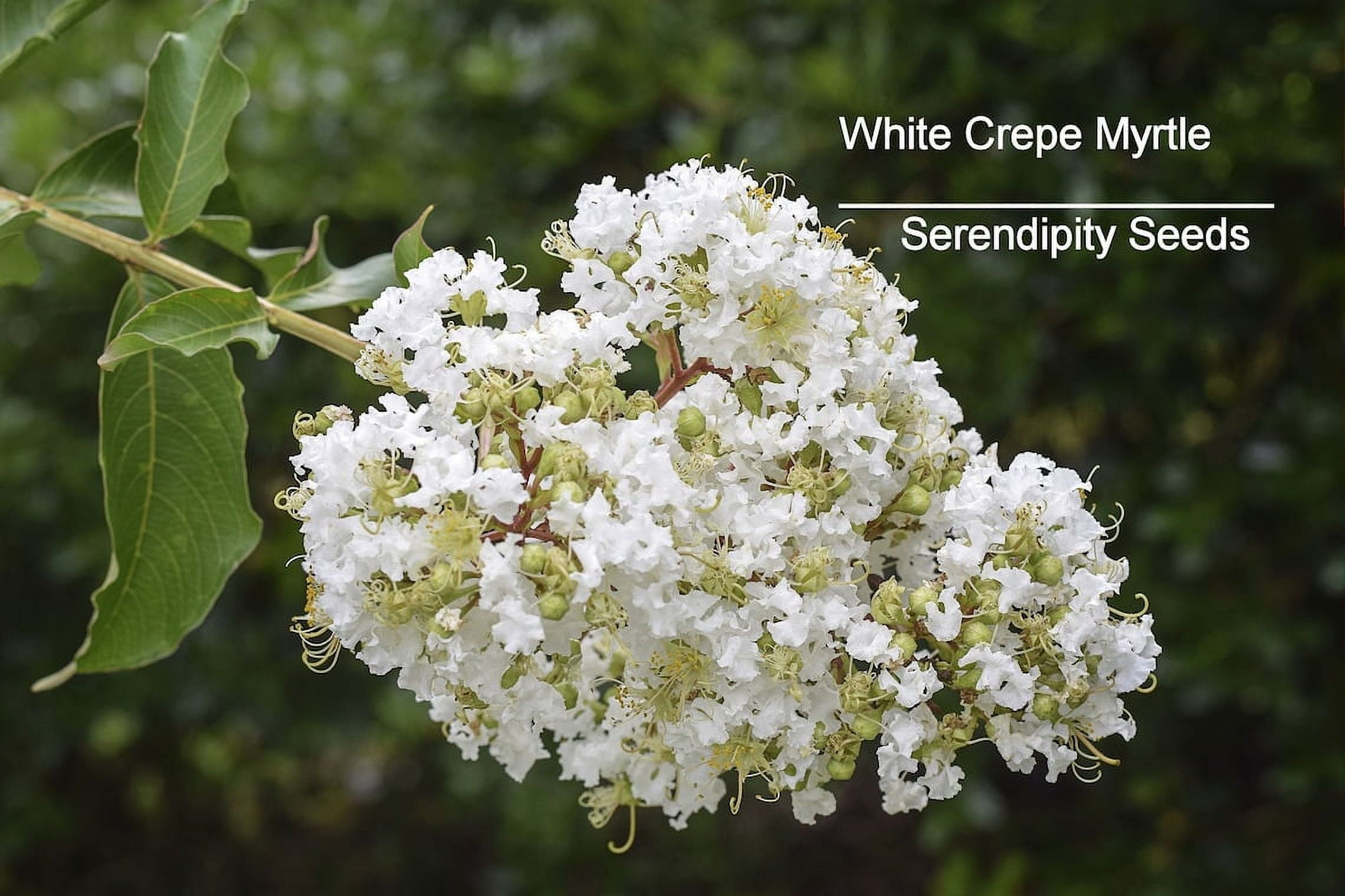 Tropical Tree Seeds -Crepe / Crape Myrtle-25 Heirloom Seeds- Snow White ...