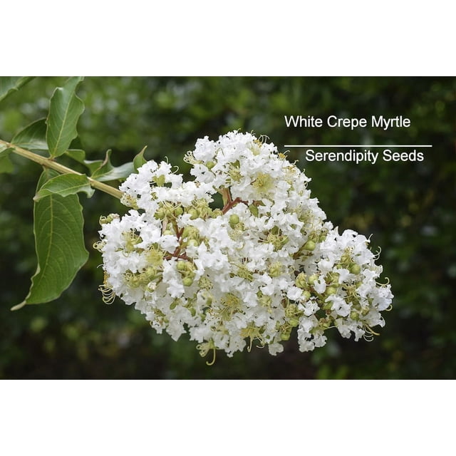 Tropical Tree Seeds -Crepe / Crape Myrtle-25 Heirloom Seeds- Snow White ...