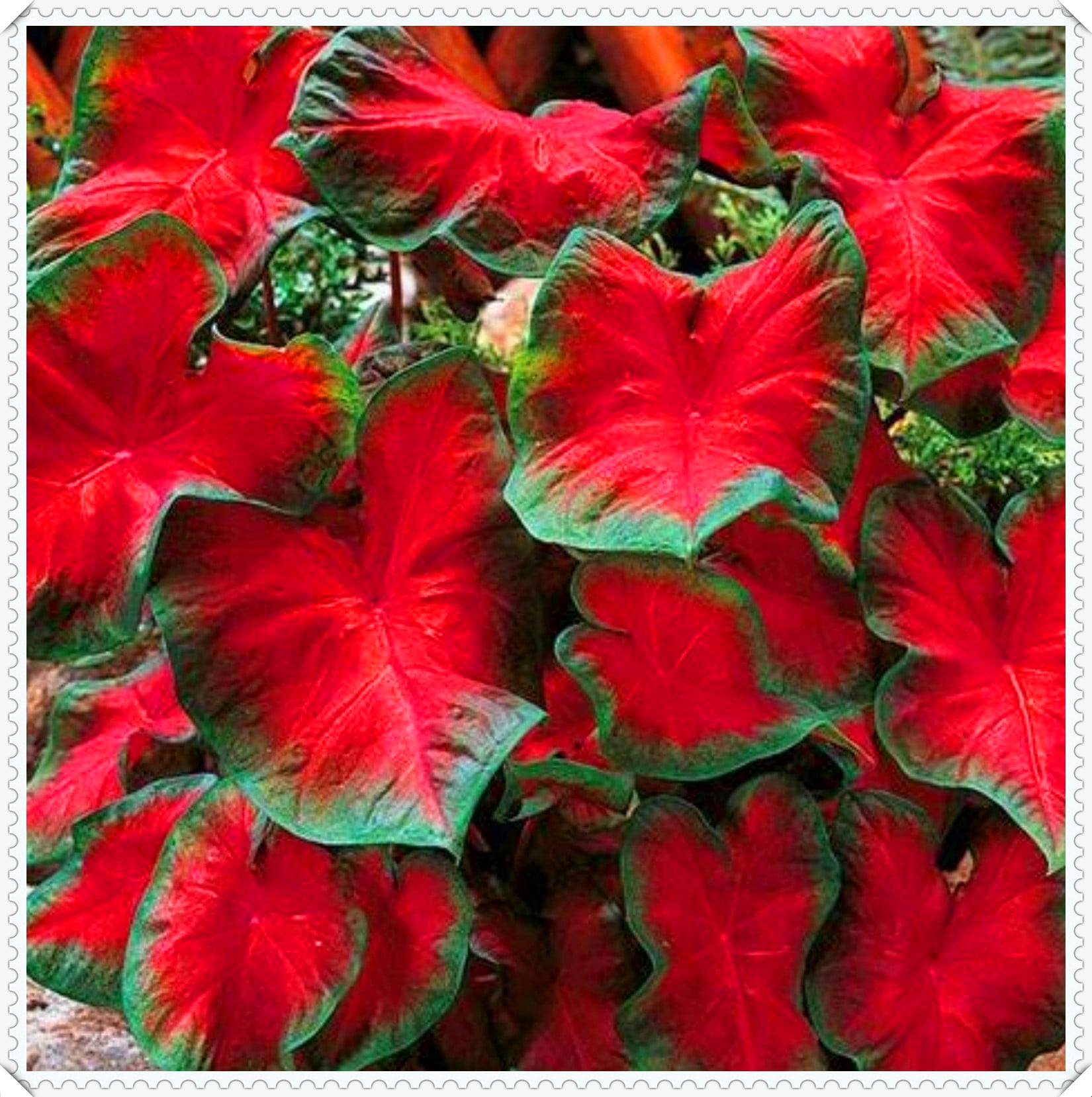 Tropical elephant ear large leaf embellishment, green and fresh home ...