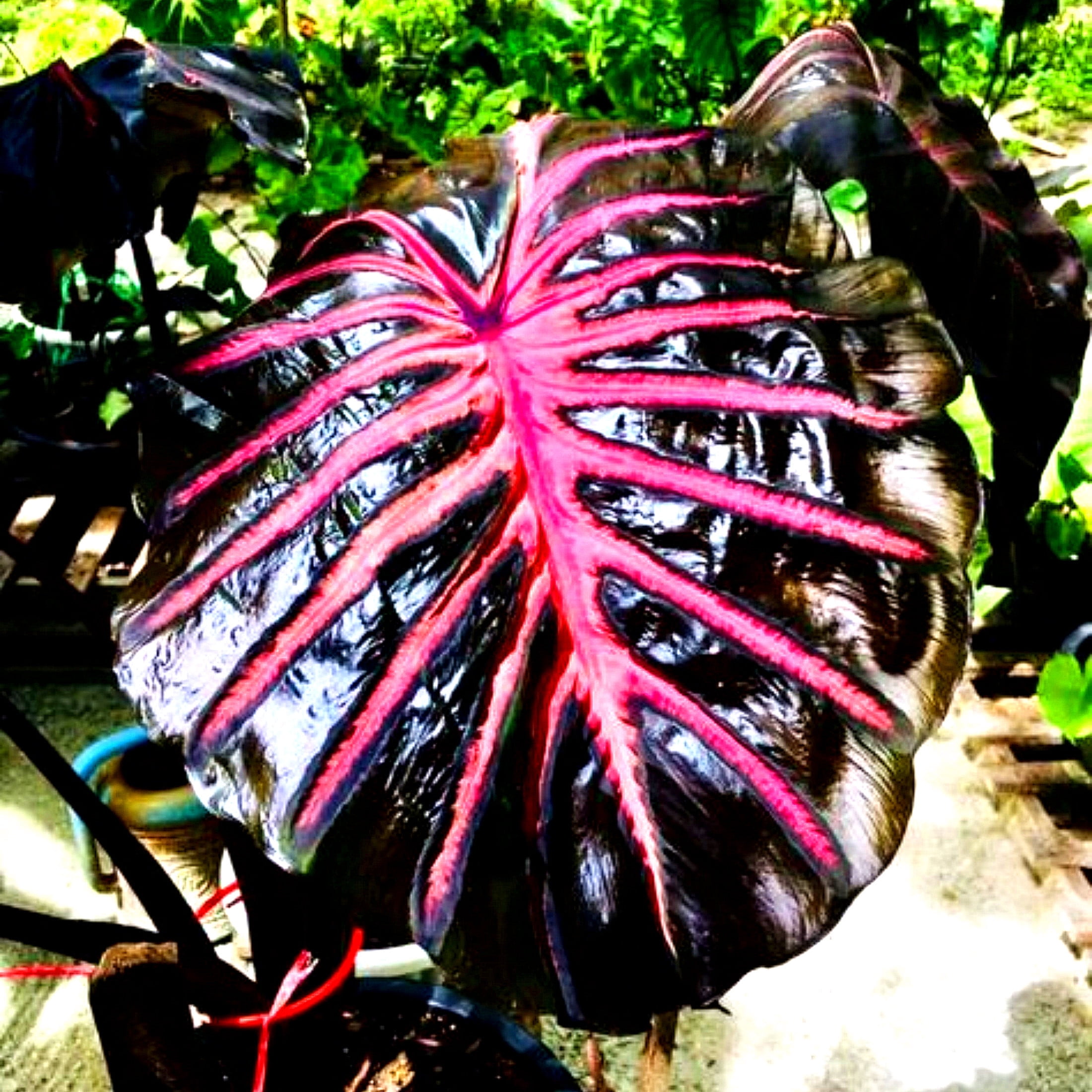 Tropical elephant ear wide-leaf design, landscape home dual scene ...