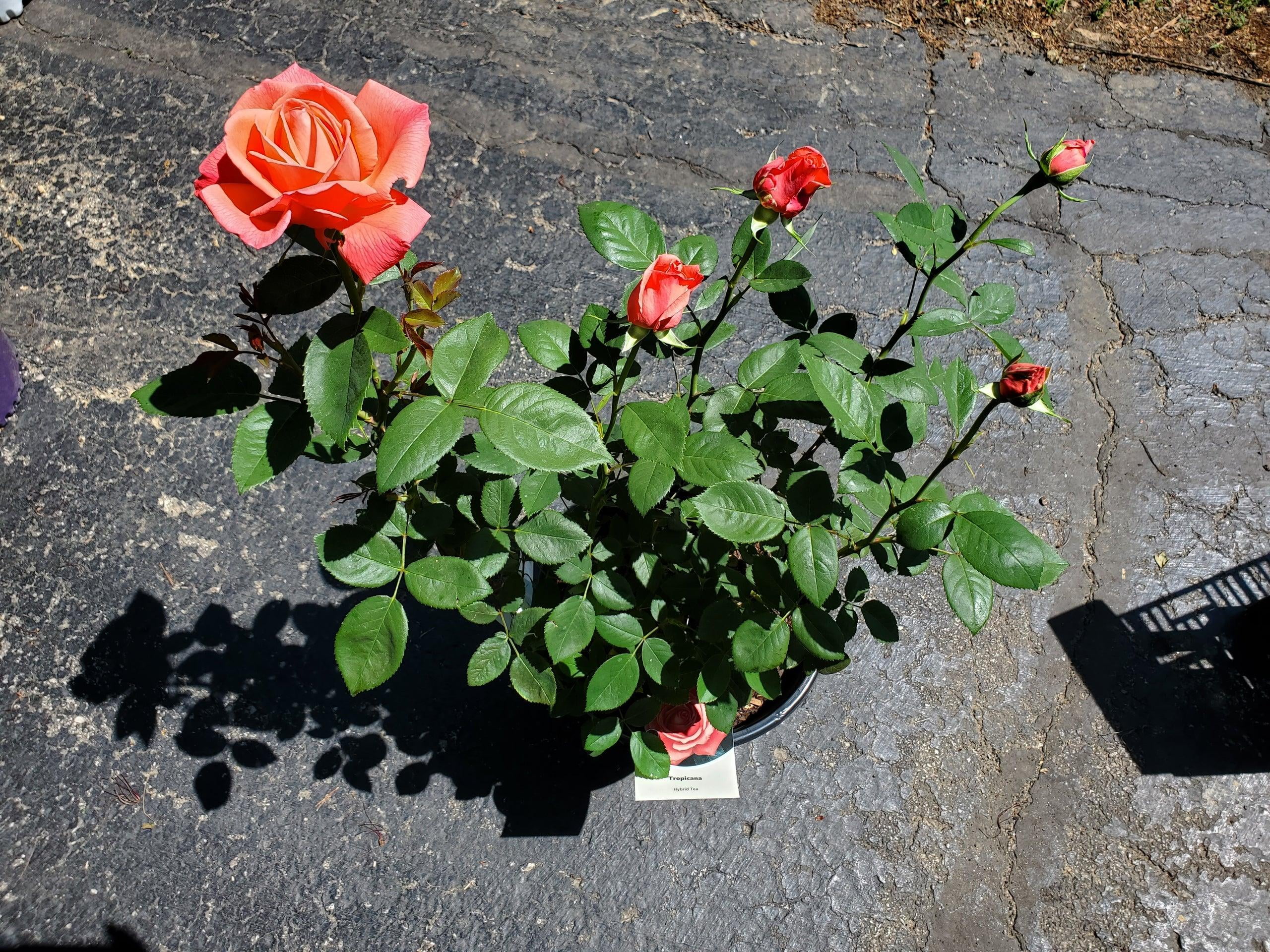 Tropicana' Hybrid Tea Rose 3 Gallon - Walmart.com